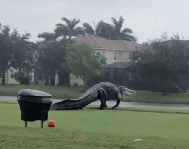 Huge alligator spotted walking on a golf course in US, pic surfaces