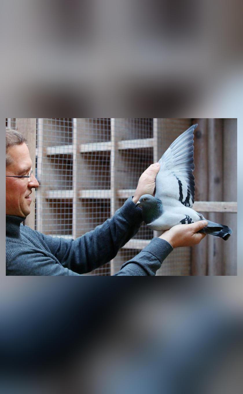 Belgian racing pigeon sold for ₹14.11 crore at auction, sets world record