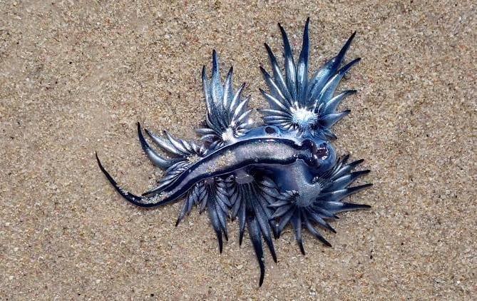 Dragon-like blue sea creatures wash up on South African beach ...