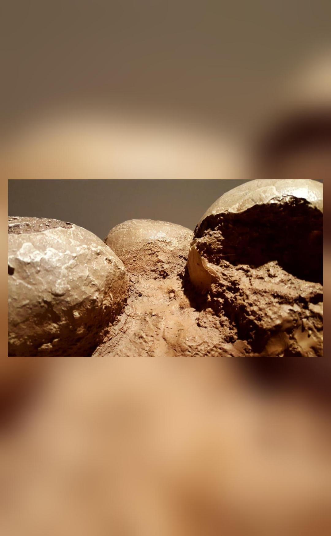 7 fossilised dinosaur eggs found in MP: Researcher | Science News ... 7 fossilised dinosaur eggs found in MP: Researcher | Science News ...