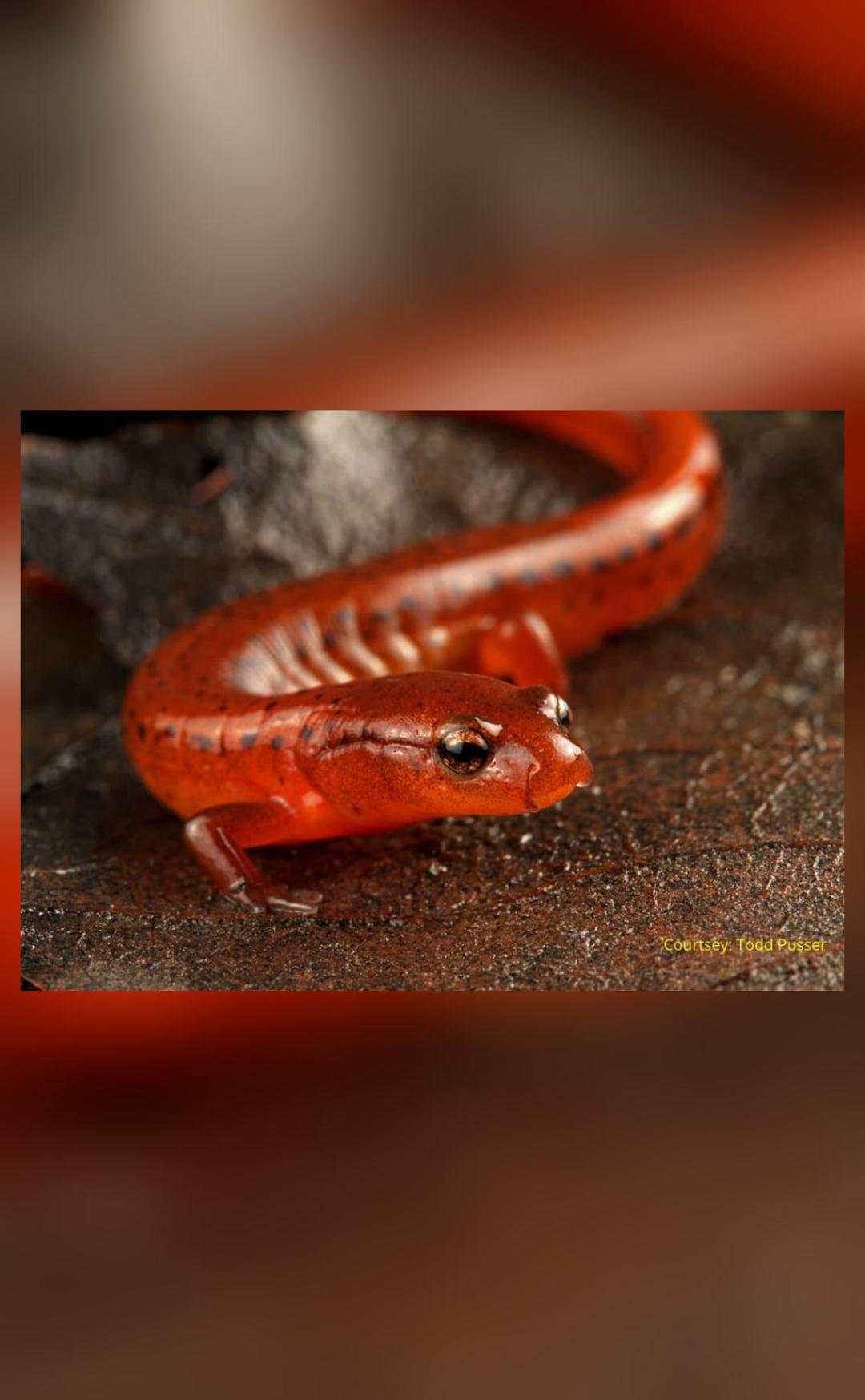 New salamander species added to US' North Carolina's list of 63 species ...