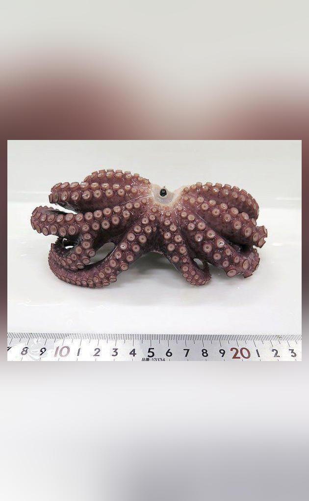 Rare 9-legged octopus found by fisherman in Japan; pic surfaces