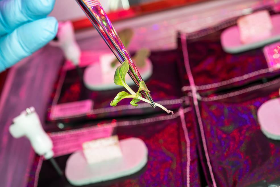 Astronaut does 1st plant transplant in NASA's Veggie facility on ISS ...