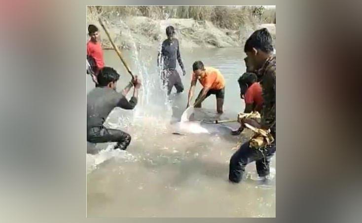 Gangetic dolphin beaten to death with sticks in UP; 3 held after video ...