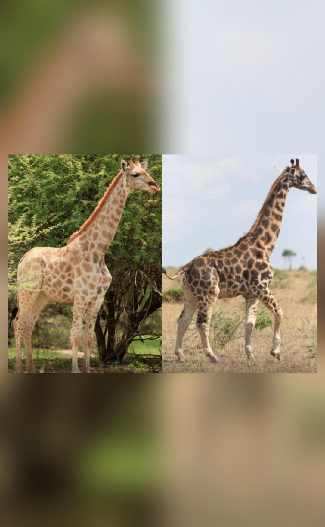 Scientists discover 2 dwarf giraffes in Namibia and Uganda