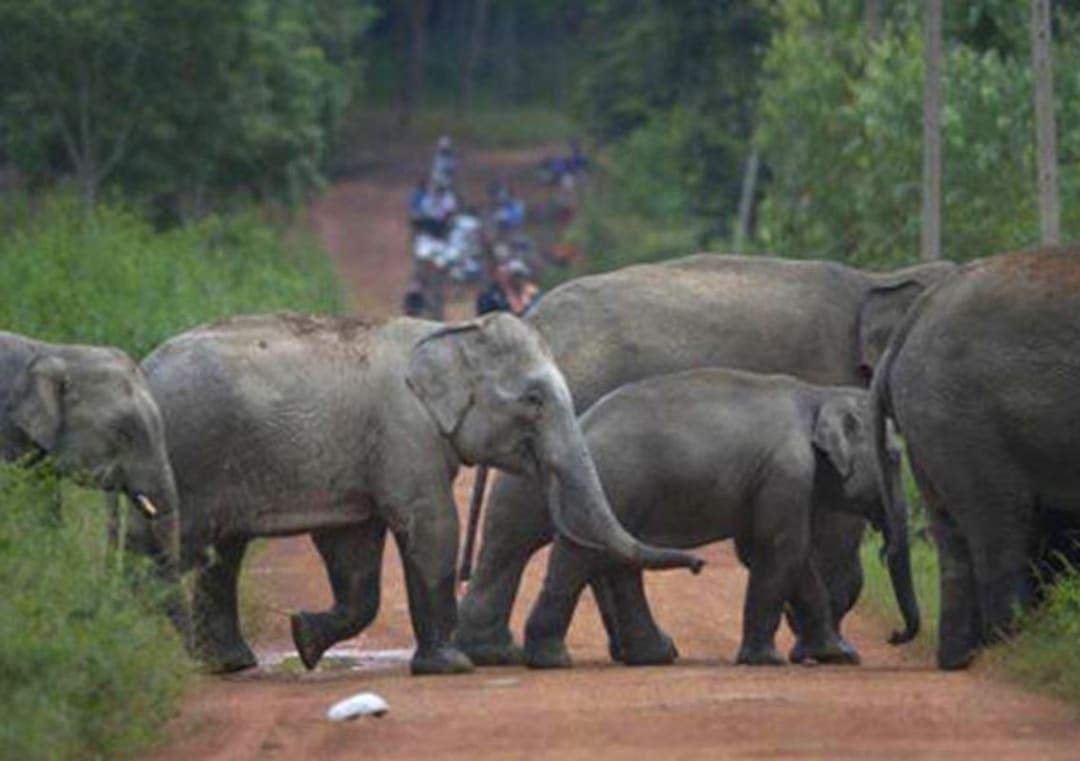 Six elephants die of bacterial disease in Odisha sanctuary | National ...