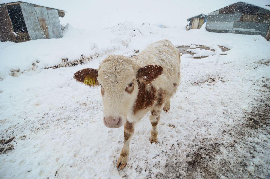 Ears of calves falling off due to extreme cold weather in US | World ...