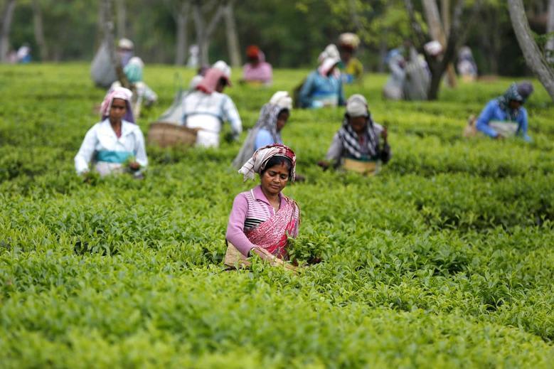 India's tea production dips 9.7% in 2020, lifts prices to record high ...