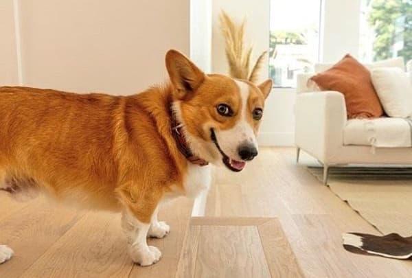 Listing of US home goes viral because of corgi puppy in its pics