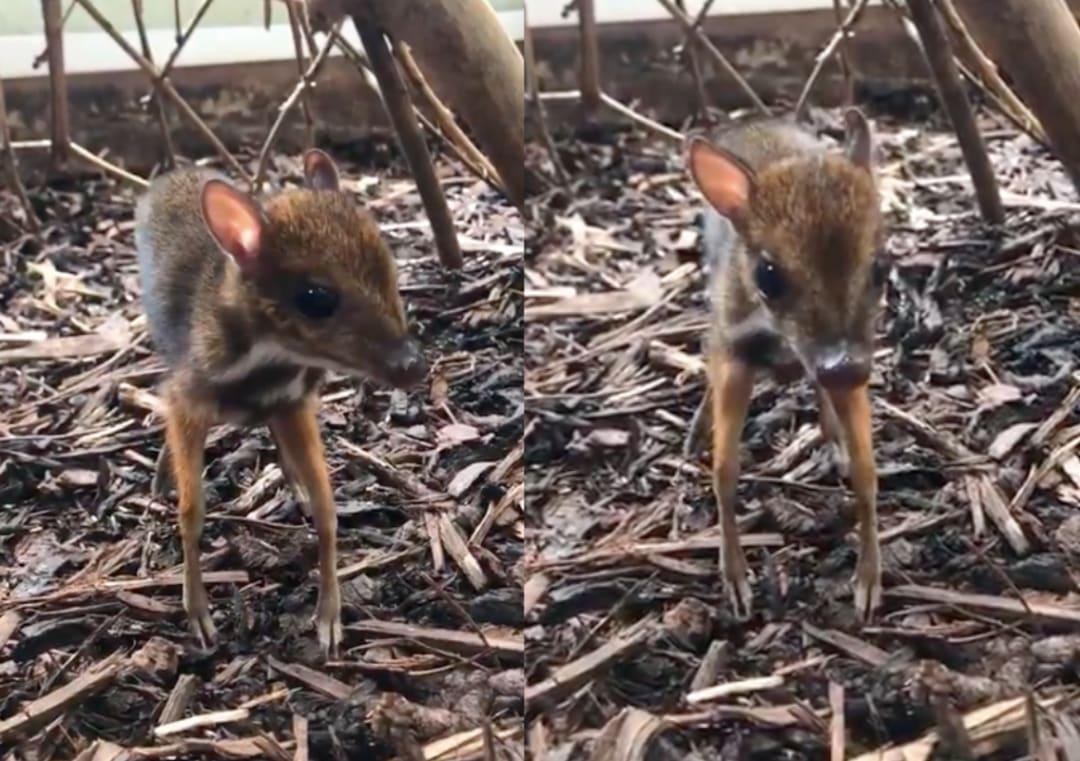 Tiny mouse-deer the 'height of a pencil' born in UK zoo | Miscellaneous ...