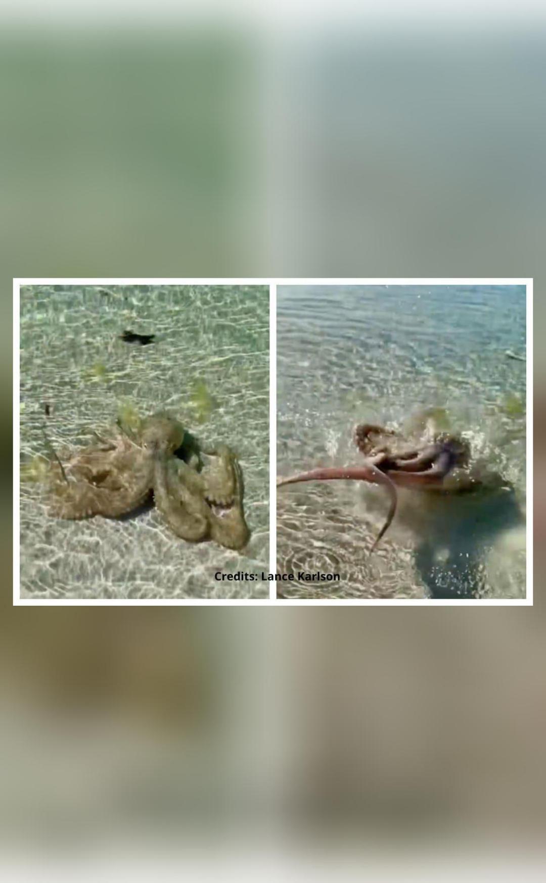Man gets beaten up by 'angriest octopus' on beach in Australia; video ...