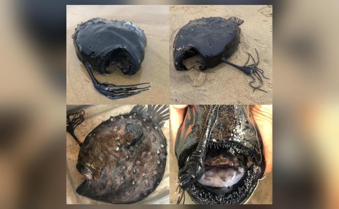 Man finds 'weird-looking' deep-sea fish washed up on US beach, pics go ...