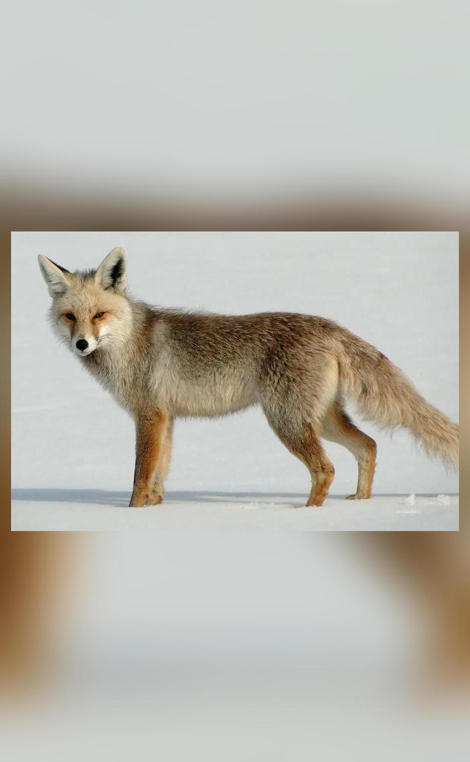 Himalayan red fox's subspecies seen in Uttarakhand's Munsiyari ...