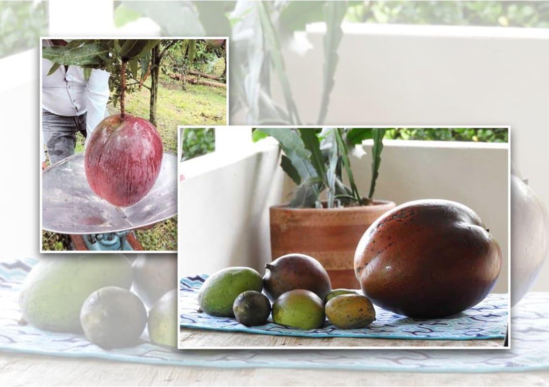 World's heaviest mango weighing 4.25 kg found in Colombia, pics surface ...
