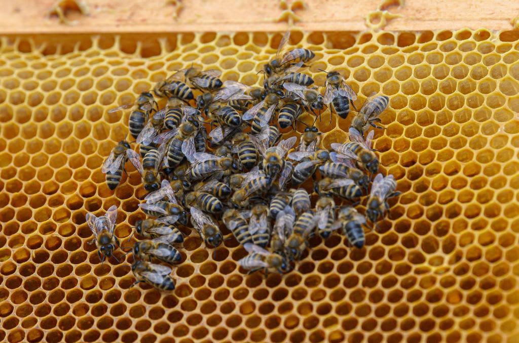 Bees can tell time by temperature: Researchers | Science News | Inshorts