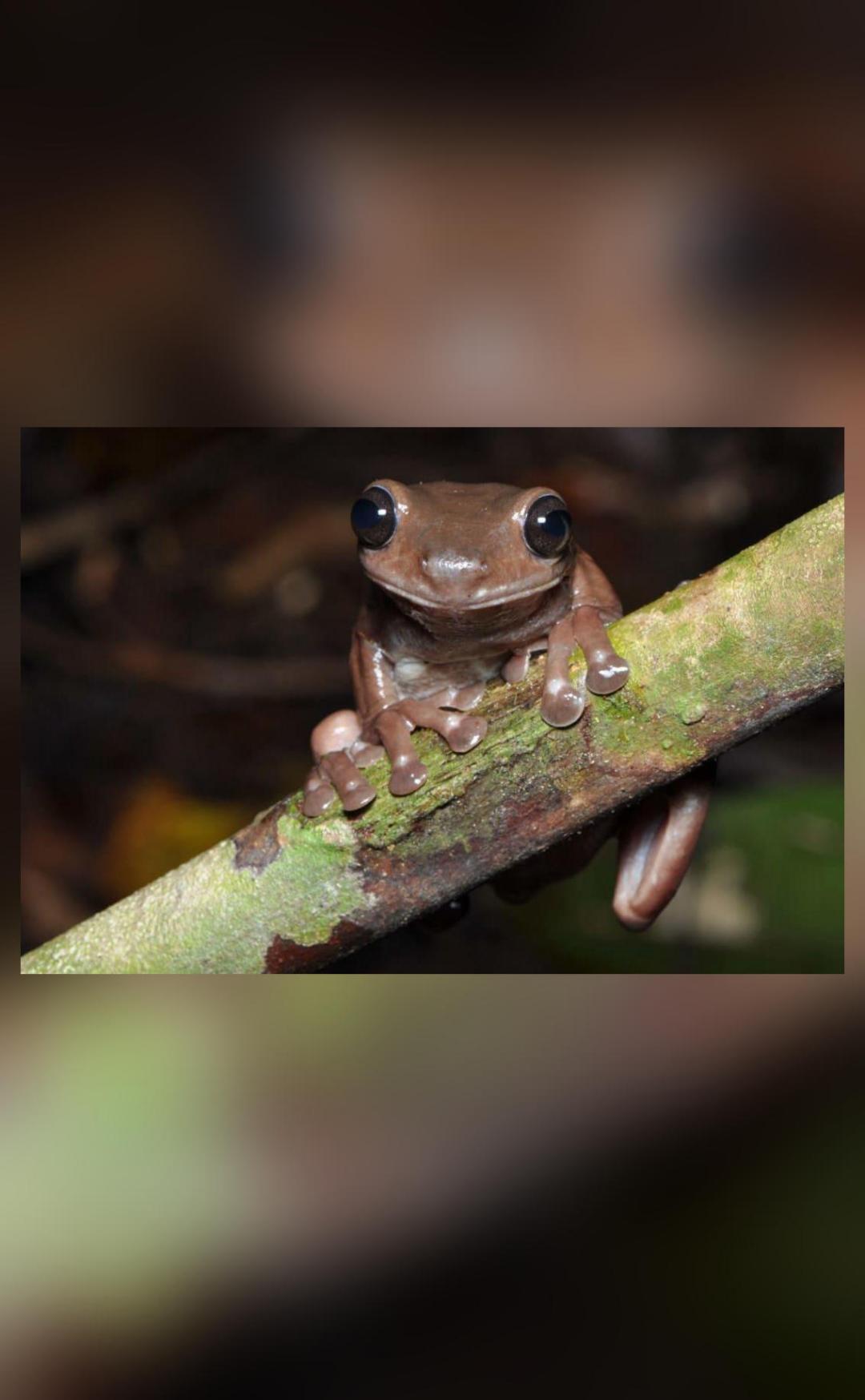 Scientist discovers ‘chocolate frog’ species in New Guinea swamps
