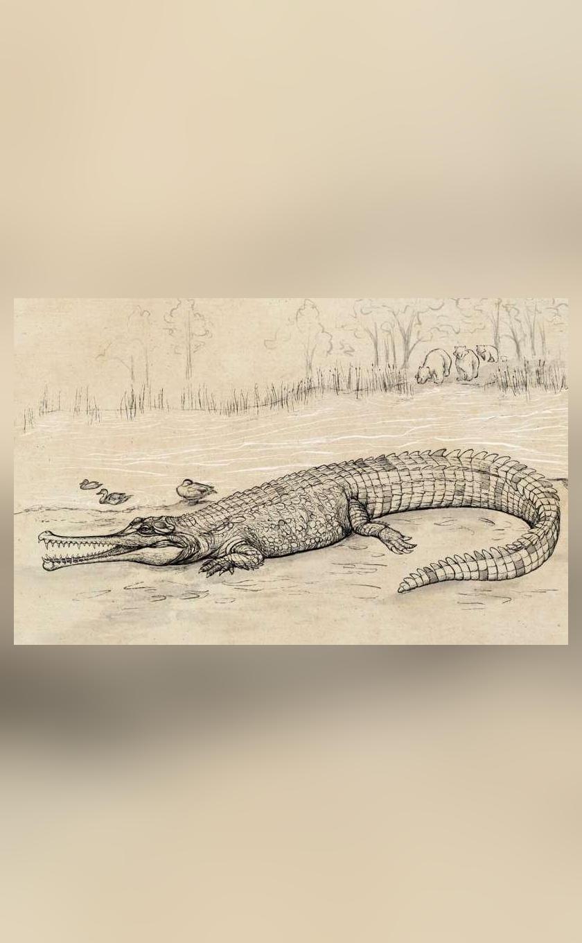 New species of prehistoric crocodile identified in Aus: Scientists ...