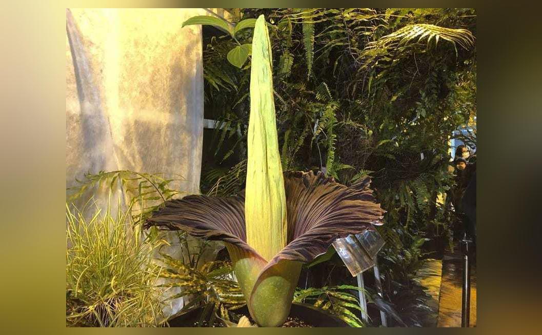 Hundreds wait to see giant flower with dead-body odour in Warsaw ...