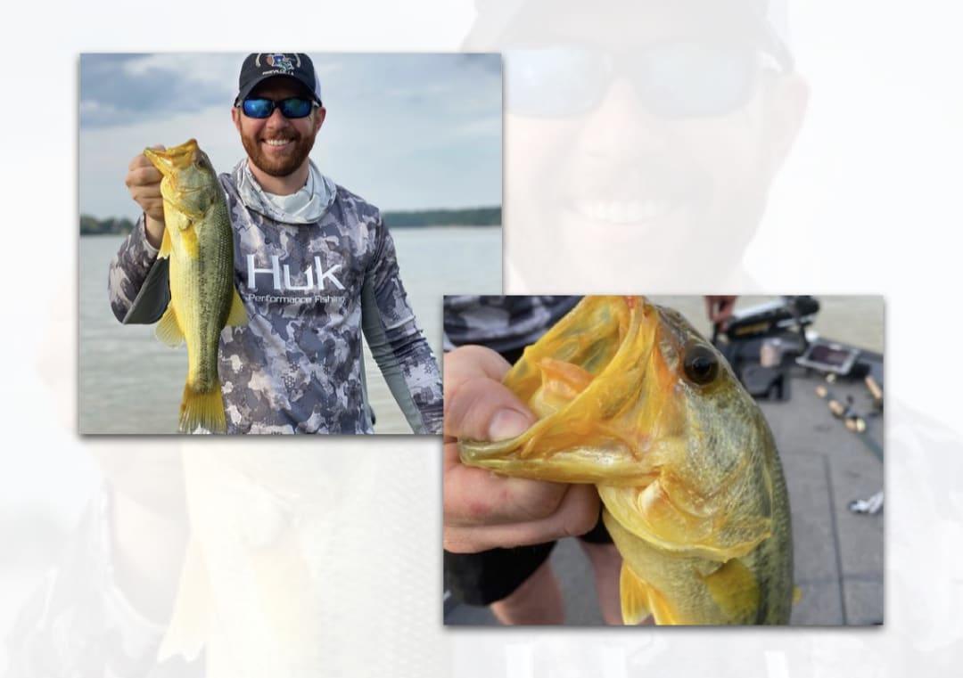 Man catches 'one in a million' golden largemouth bass fish in US, pics ...