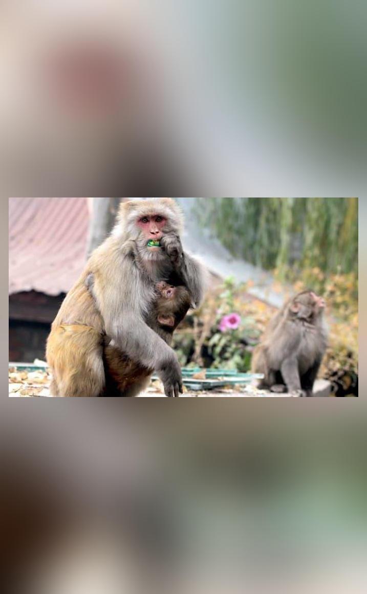 Evolve scheme to end monkey menace in B'luru: K'taka HC to state govt ...