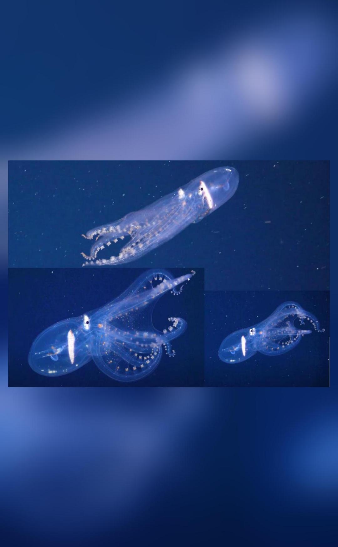 Rare 'glass octopus' spotted by deep-sea scientists in the Pacific Ocean