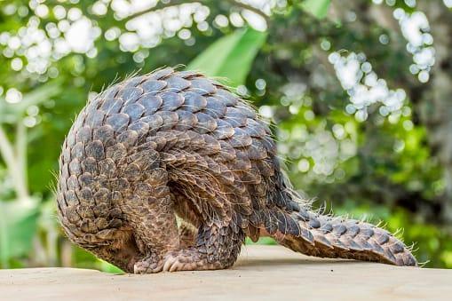 3 kg pangolin scales, 38 pangolin claws seized in WB; 2 arrested ...