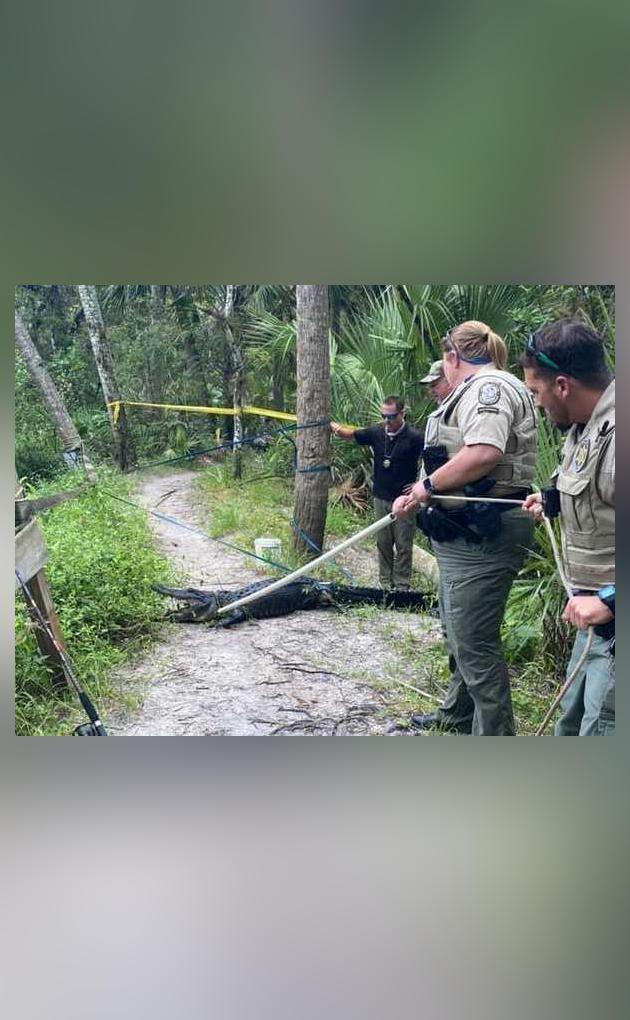 US man bitten by alligator breaks free & crawls for help; police share ...