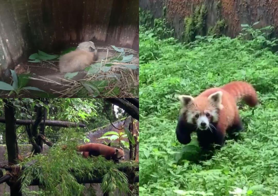 Rare female red panda gives birth to a cub in West Bengal zoo, pics surface