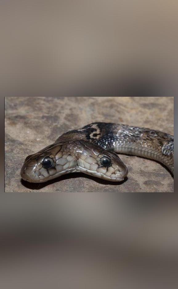 Rare two-headed cobra rescued in Uttarakhand; pic surfaces | National ...