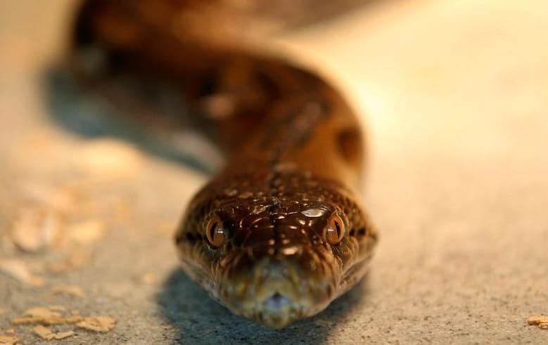 Man who believed his kids had 'serpent DNA' kills them with fishing gun ...