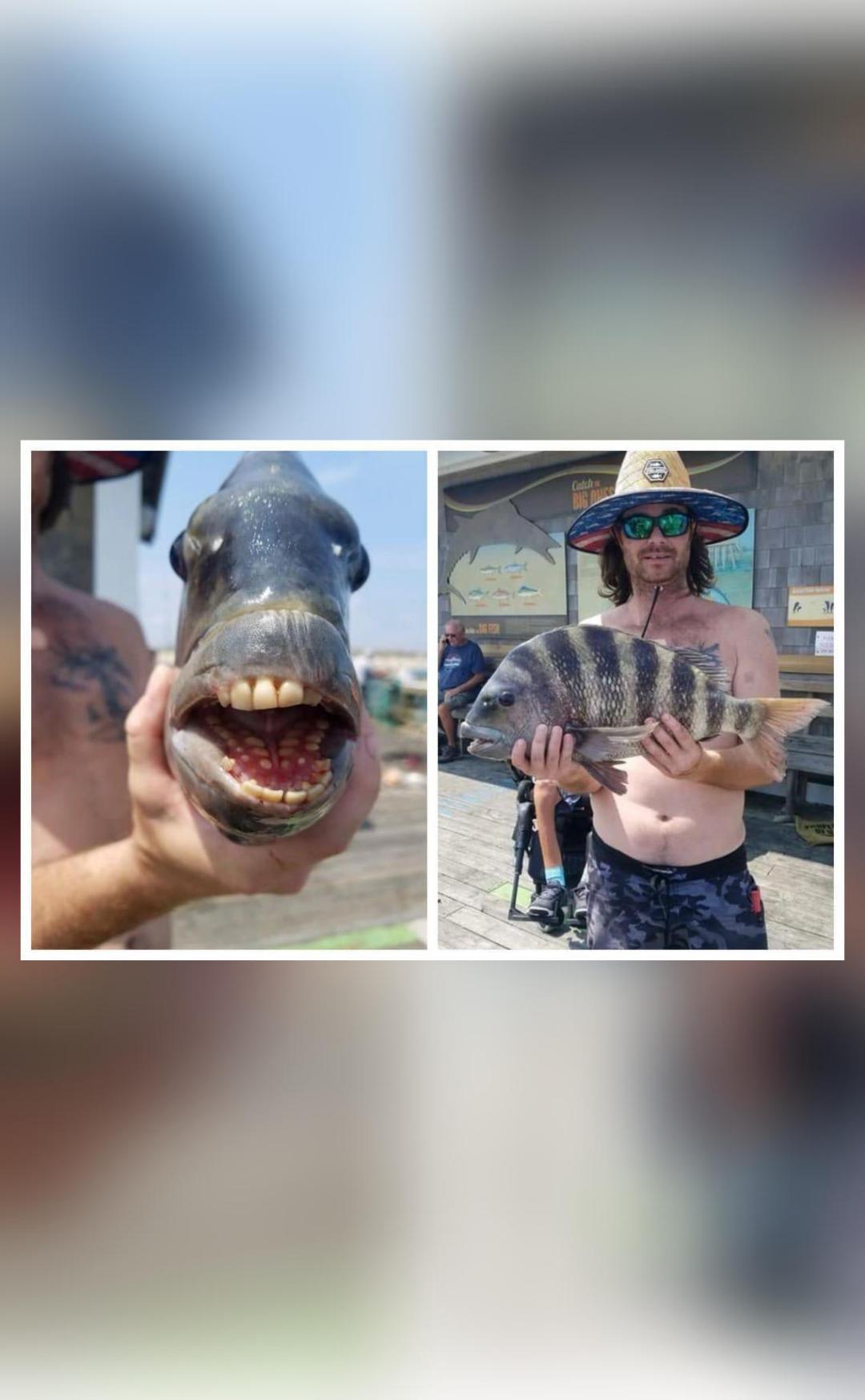 Fish with human-like teeth caught in the US; pics go viral ...