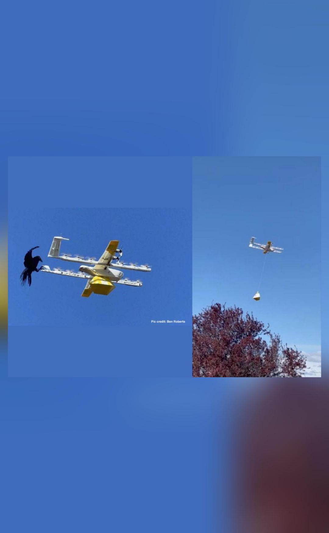 Bird attacks drone delivering coffee in Australia; pics surface ...