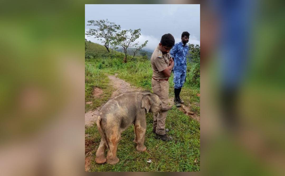 Love has no language: IFS officer on viral pic of baby elephant hugging ...