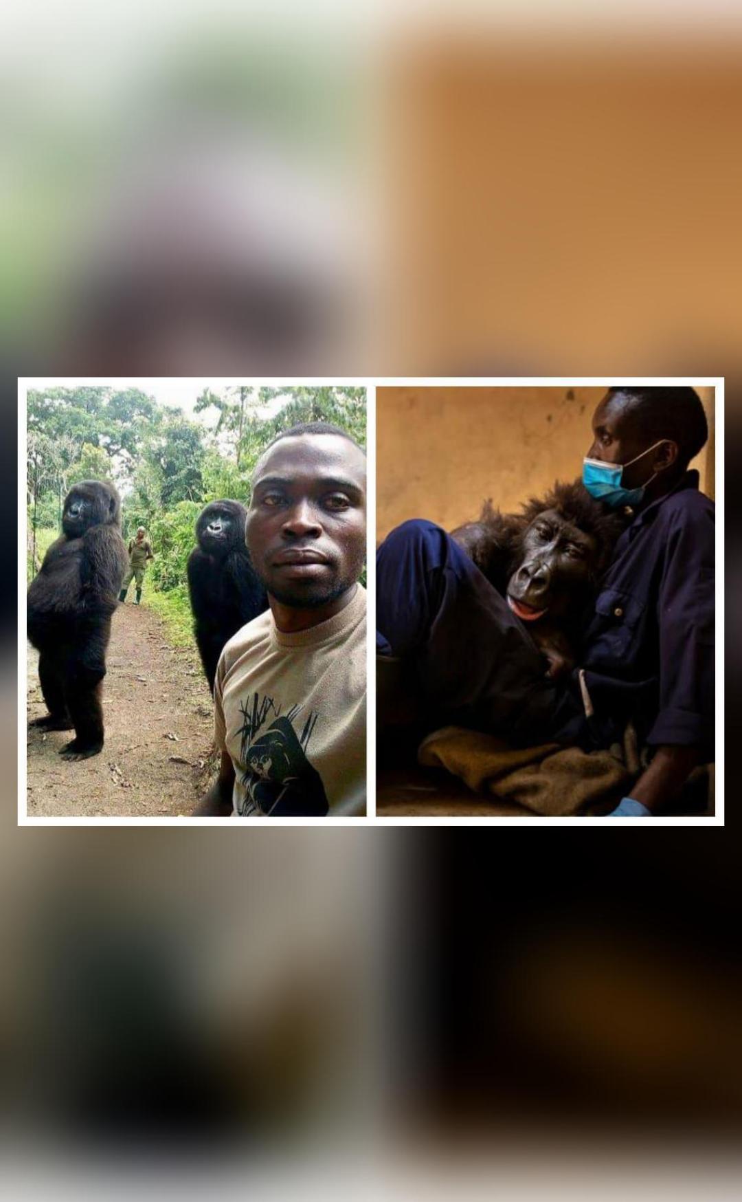 Gorilla whose photobomb went viral dies in the arms of her caretaker at ...