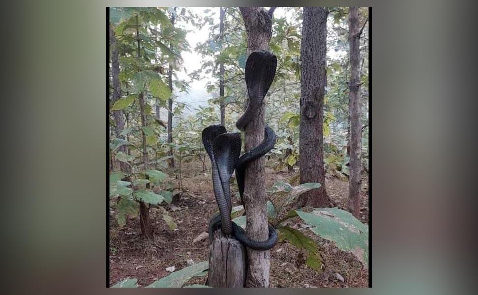 IFS officer shares pic of 3 cobras together in Maharashtra forest ...