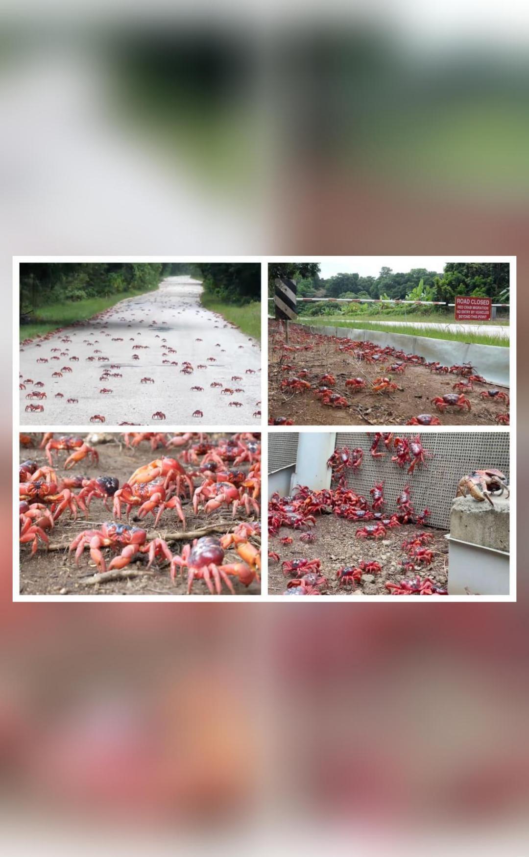 Millions of red crabs cover roads and bridges on Australian island ...