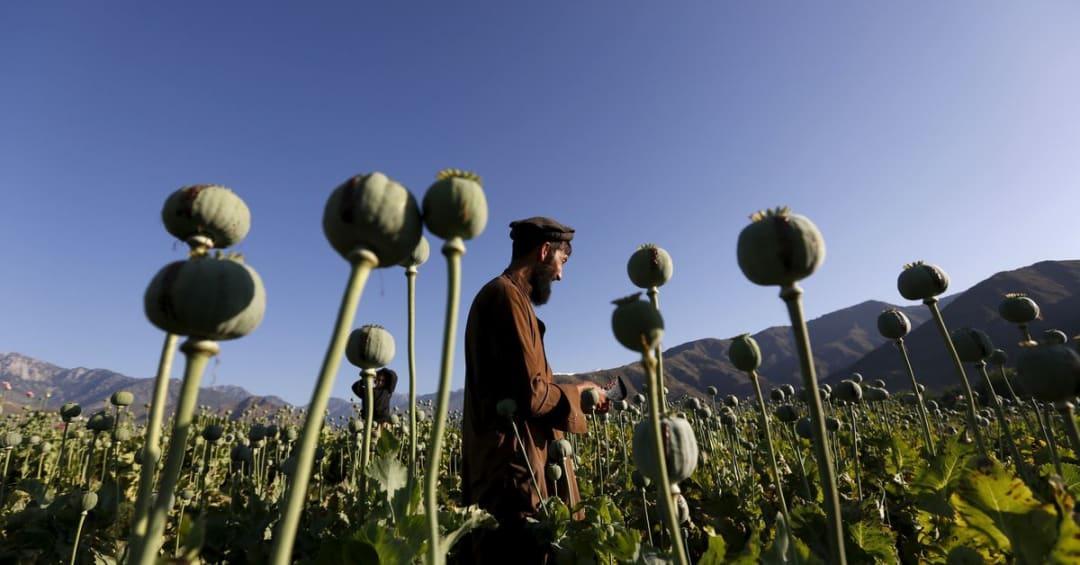 Opium production in Afghanistan grew by 8% since 2020: UN | World News ...