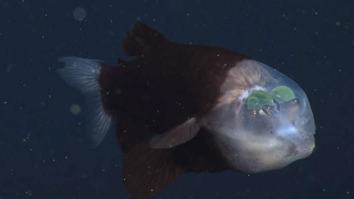 Rarely-seen fish with transparent head & green eyes spotted in US ...