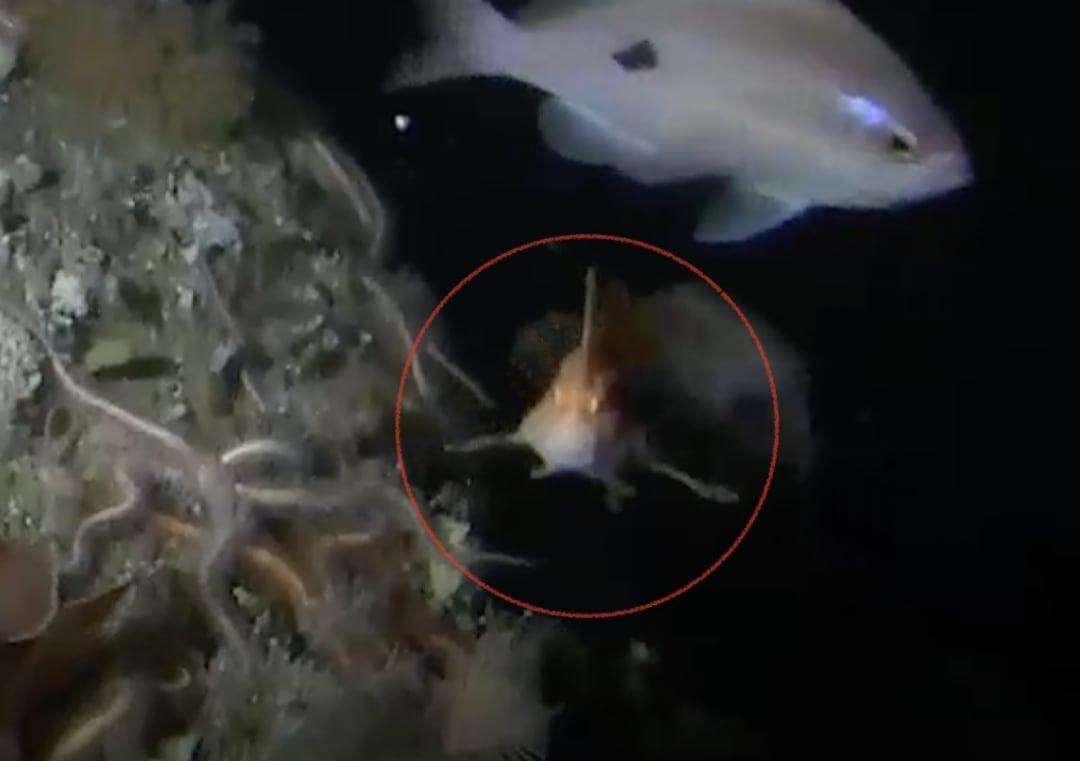 Rare 'walking' fish with hands spotted in Australia, pic surfaces ...