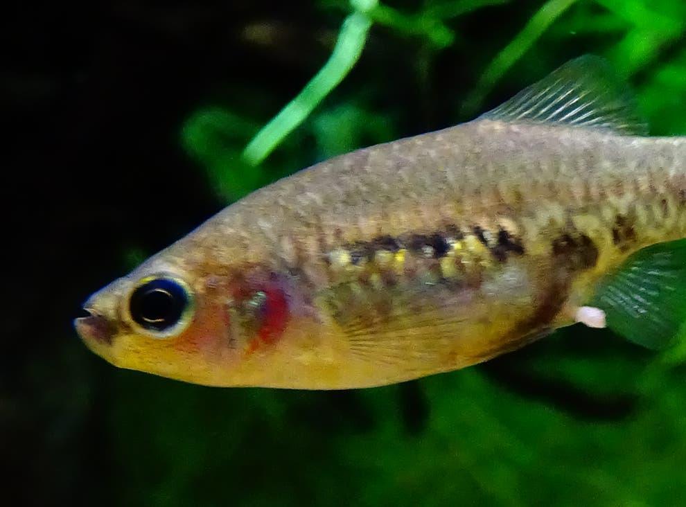 Tequila fish returned to the wild in Mexico after being declared ...