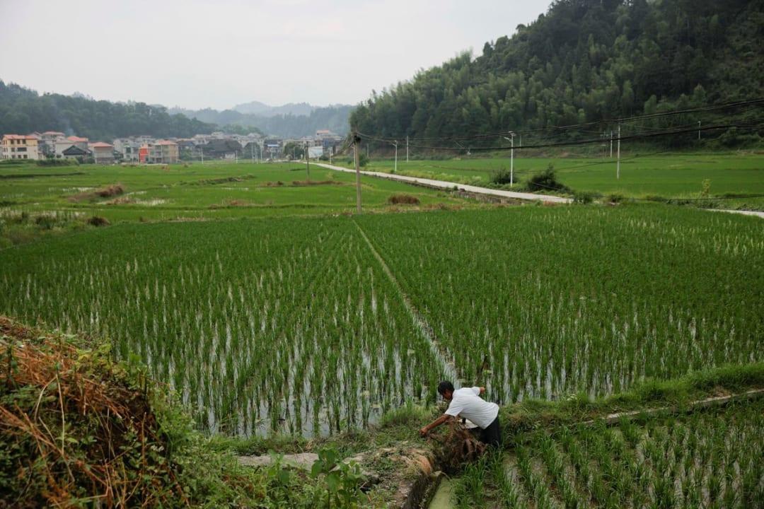 China to allow genetically modified crops to ramp up food security