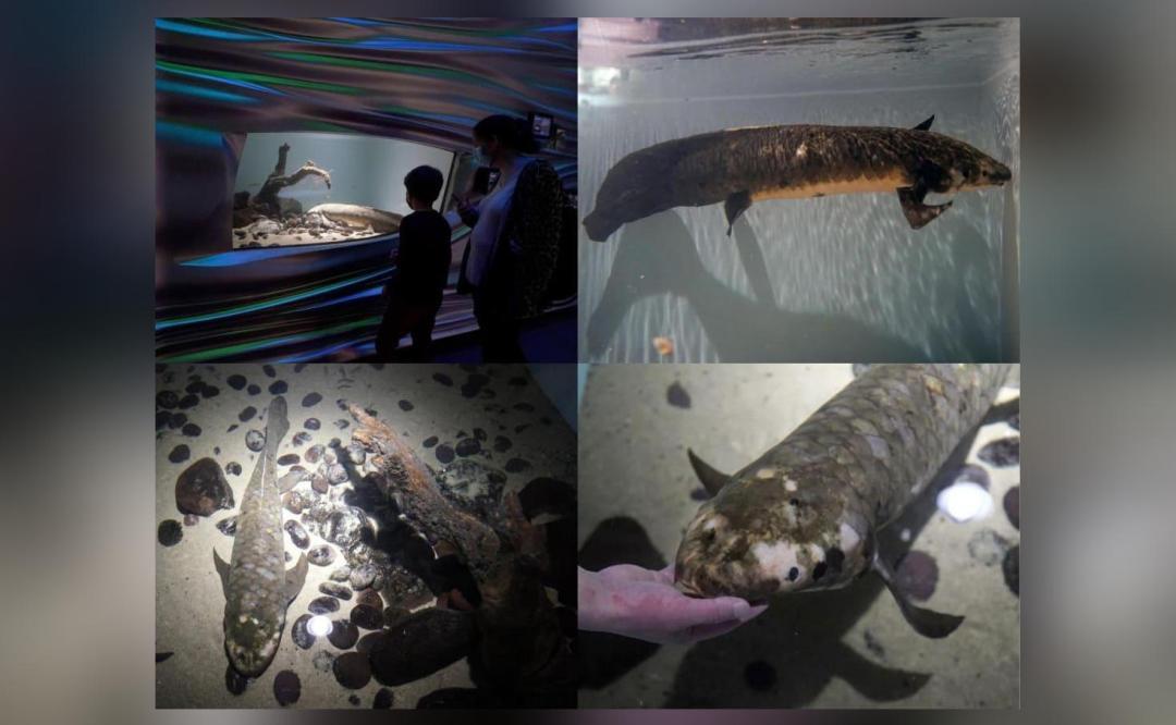 90-yr-old fish in US believed to be the oldest living aquarium fish ...