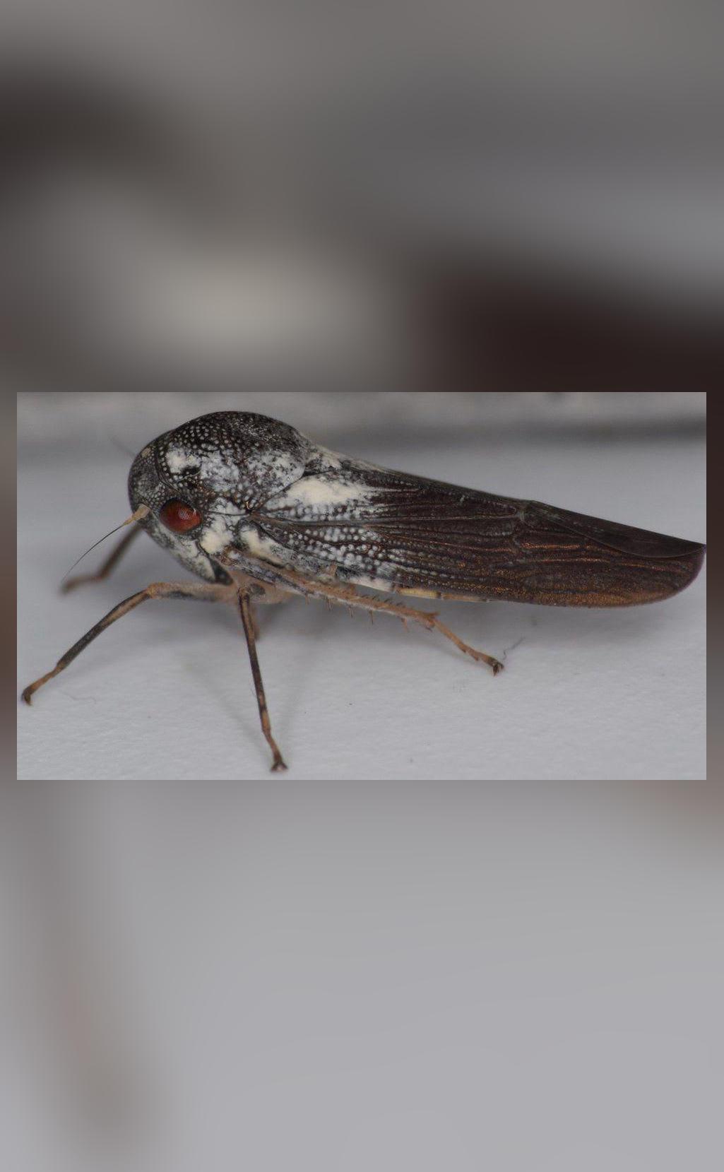 New species of 'incredibly rare' insect discovered in Uganda | Science ...
