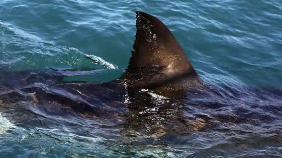 Shark kills swimmer in Australia’s Sydney; first fatal attack since ...