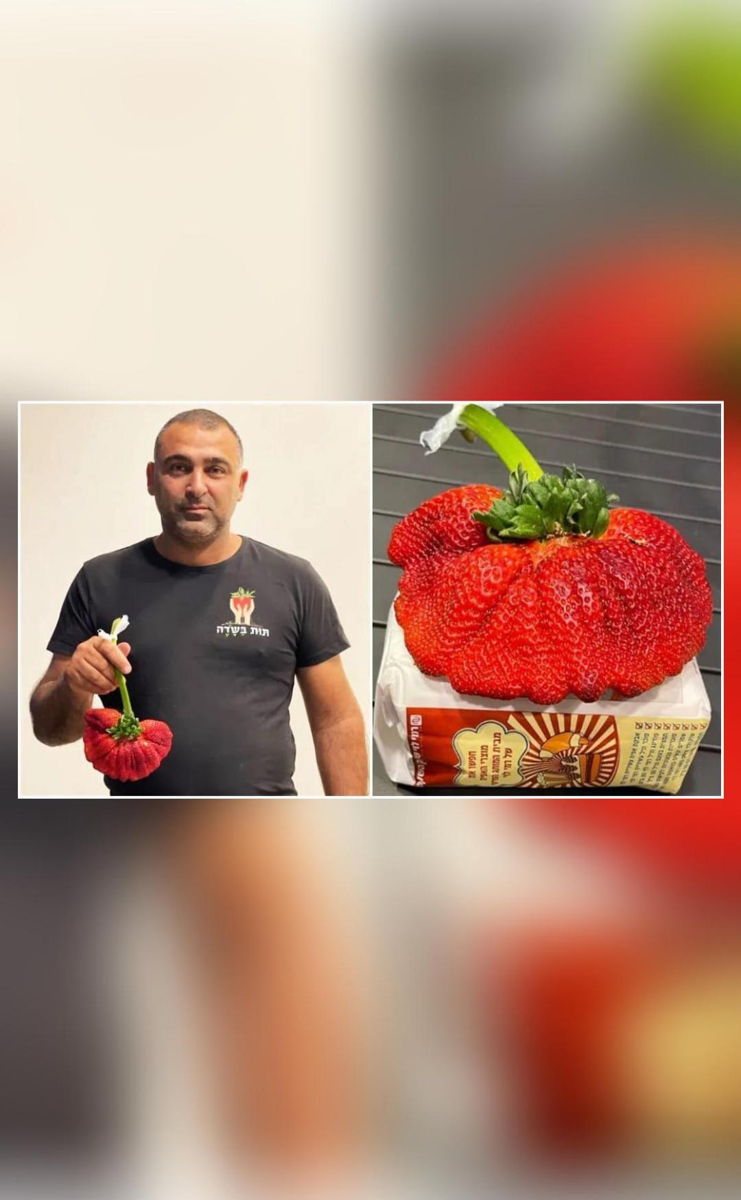 World's heaviest strawberry weighing 289 gm grown in Israel; creates ...