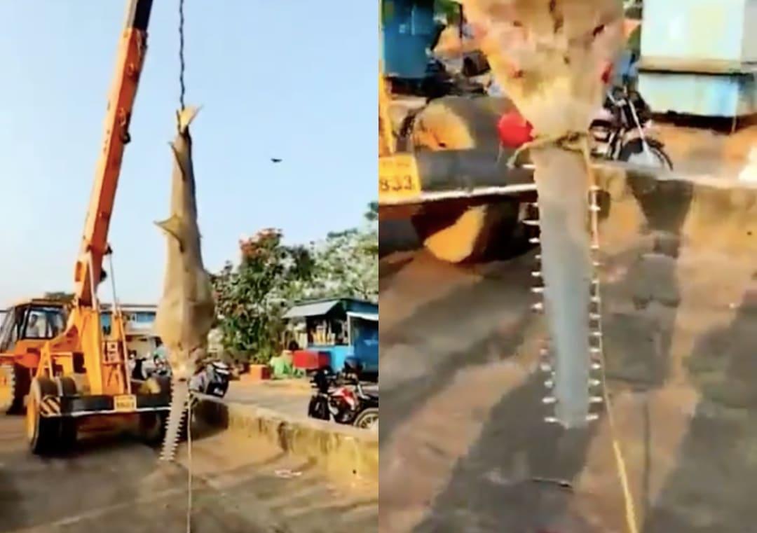 Rare 250-kg carpenter shark caught in Karnataka, pics surface