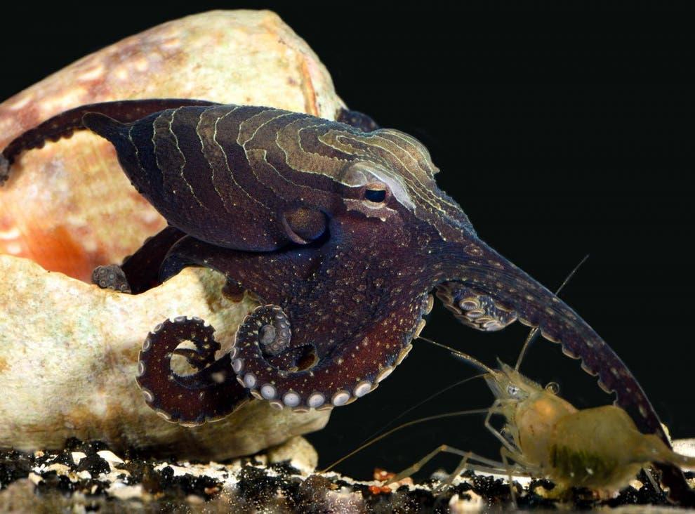 Octopuses are using garbage in ocean including beer cans for shelter ...