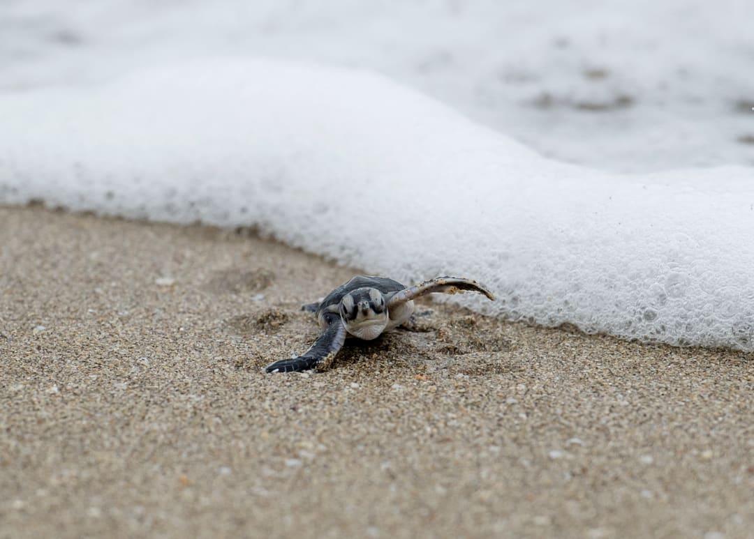 1,000 Olive Ridley turtle hatchlings released on Visakhapatnam beach ...