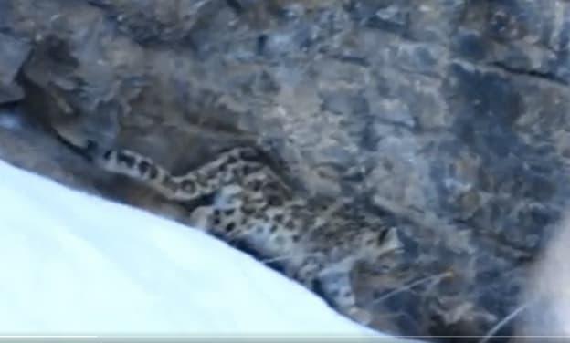 Fully grown Snow Leopard spotted in Spiti Valley in rare sighting; ITBP ...