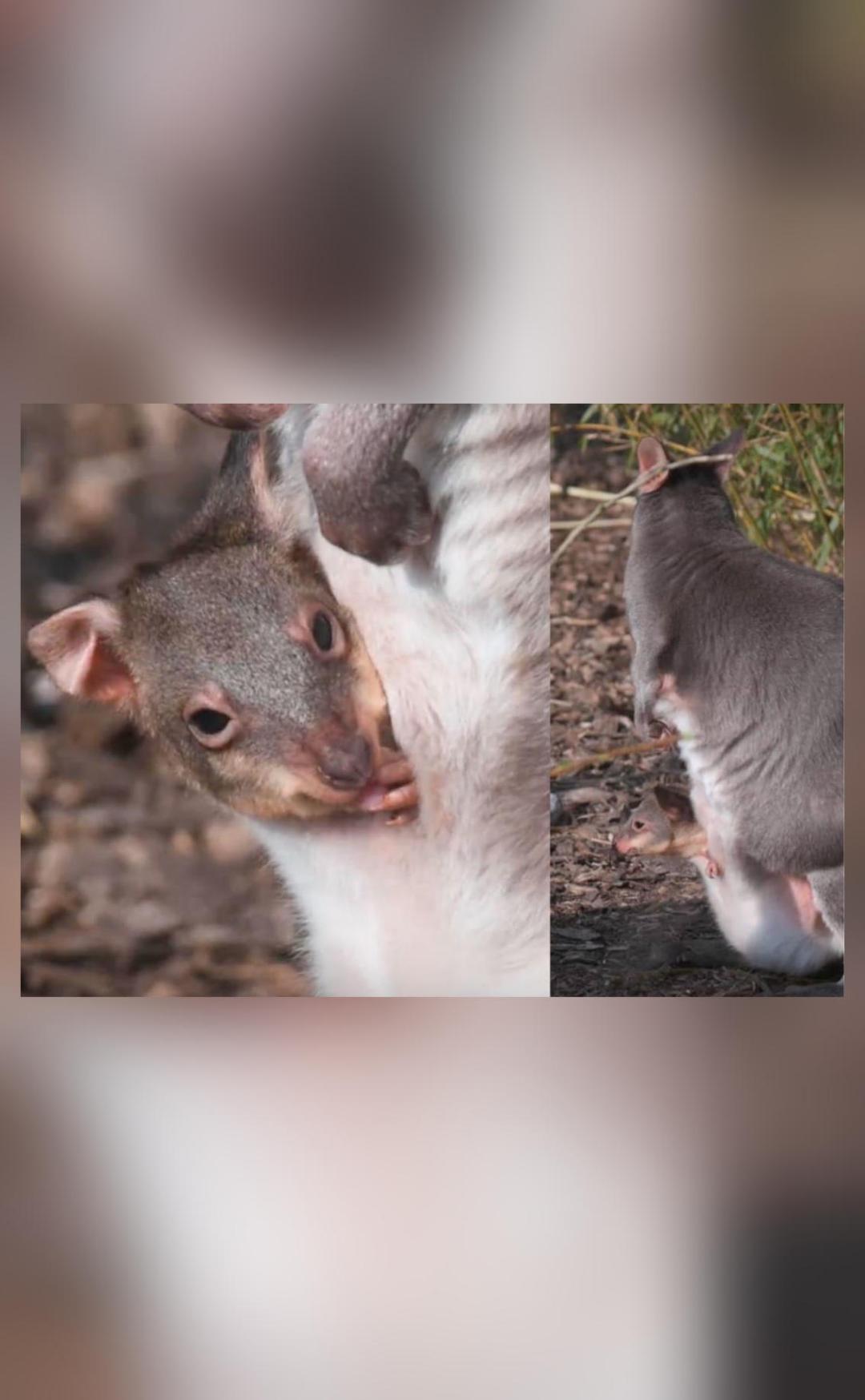 Meet the 'miniature kangaroo': UK zoo on pics of rare newborn dusky ...